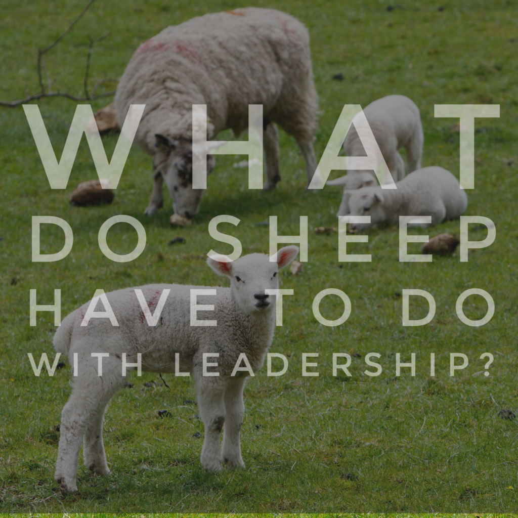 What Do Sheep Have To Do With Leadership? - JeffManess.com